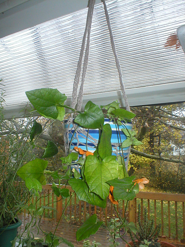 Ravelry: Knitted Plant Hanger pattern by Riled
