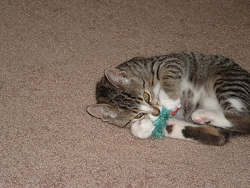 Ravelry: Cat Fish Combo pattern by Emily Griffin