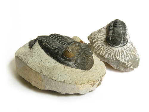 Ravelry: Trilobite pattern by Mimi Codd