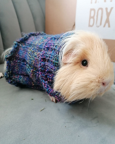 Ravelry: Easy Knit Guinea Pig Sweater pattern by Danielle Holke