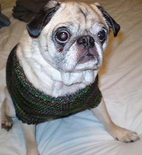 Ravelry: Pug Dog Sweater pattern by Angelcatkins (Elizabeth Scott) Designs