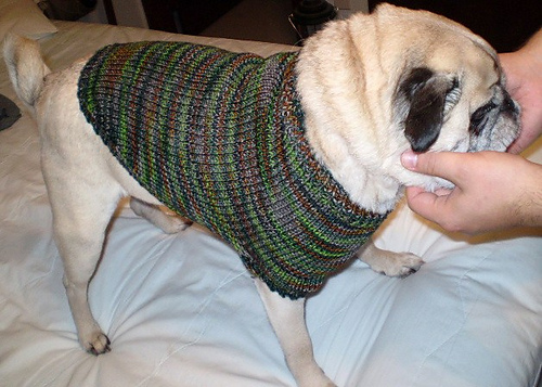 Ravelry: Pug Dog Sweater pattern by Angelcatkins (Elizabeth Scott) Designs