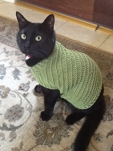 Ravelry: Ultimate Cat Jumper pattern by Mandy Cilento