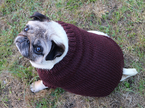 Ravelry: Pug Dog Sweater pattern by Angelcatkins (Elizabeth Scott) Designs