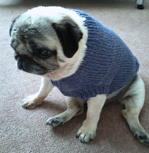 Ravelry: Pug Dog Sweater pattern by Angelcatkins (Elizabeth Scott) Designs