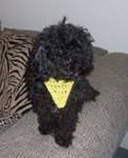 Ravelry: Jacque's Neck Scarf-Pet pattern by Beverly L Elrod/Lynnette ...