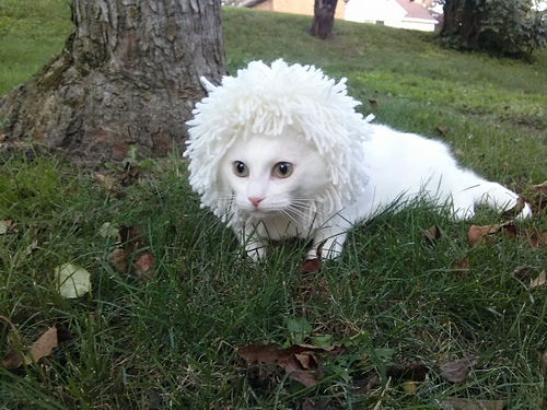 Ravelry: Cat's Mane pattern by Mer Almagro