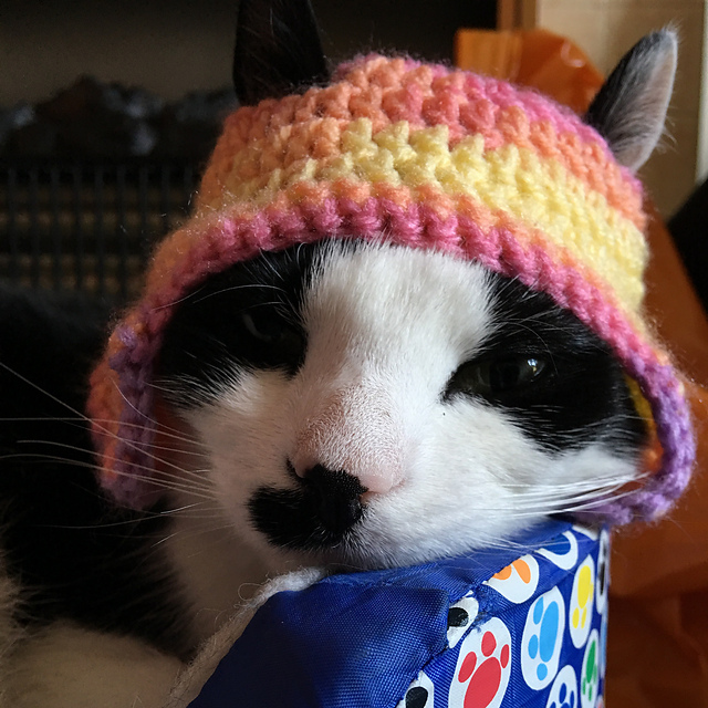 Ravelry: Quick and simple cat hat! pattern by Nikki Hooper
