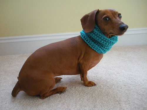 Ravelry: Dog Cowl pattern by Crafty MJ