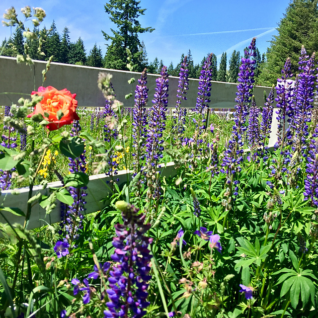 Ravelry: DankFiber's Primrose Bambara Wrap