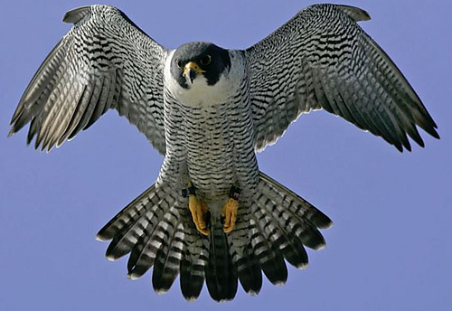 Ravelry: Falcon Feathers pattern by Deborah Tomasello