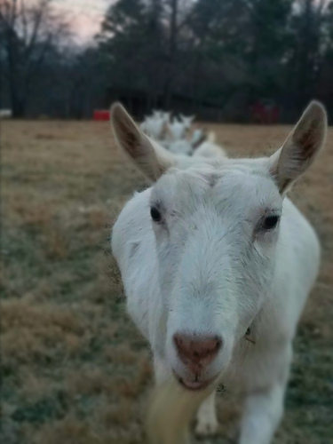 Ravelry: Old Goats Pullover pattern by Rachel Leverton