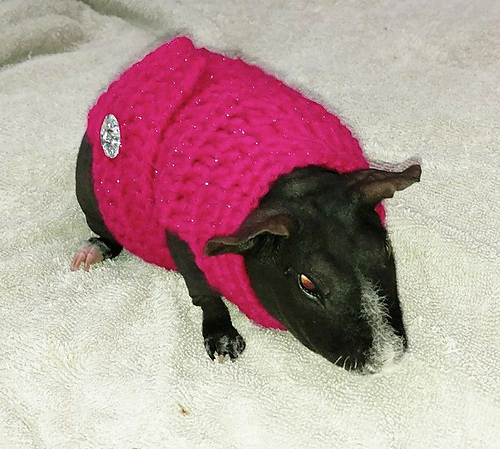 Ravelry: Guinea Pig Sweater Clothes pattern by Sarah Petersen
