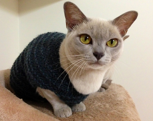 Ravelry: Ultimate Cat Jumper pattern by Mandy Cilento