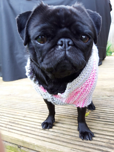 Ravelry: Violet's Pug Jumper pattern by Gillian Buckerfield