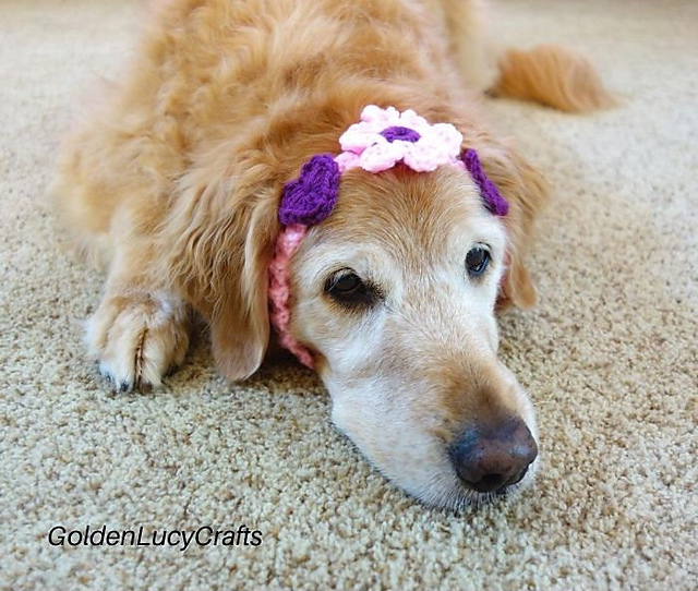 Ravelry: Dog Headband pattern by GoldenLucyCrafts