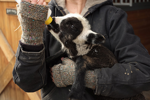 Ravelry: Lambing Mitts pattern by Veronika Jobe