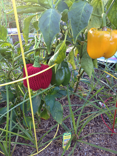 Ravelry: Bell Pepper pattern by Julia Kelly