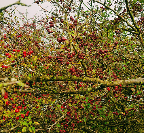 Ravelry: Arctic Bramble Hat pattern by Inglenook Designs
