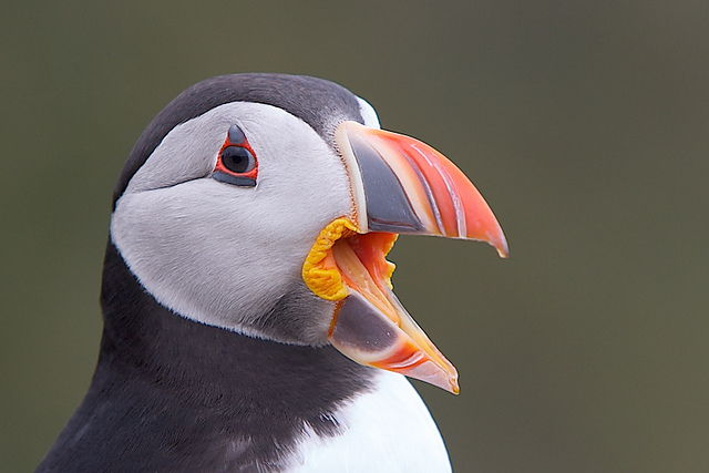 Ravelry: JConklin's Huffin Puffin