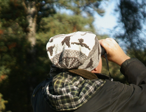 Ravelry: Bird Watcher's Hat pattern by Janet Hof