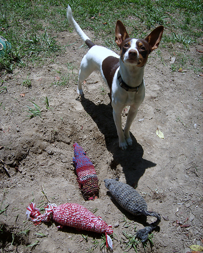 Ravelry: Buck Rat Toy pattern by Jenna Wingate