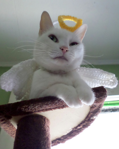 Ravelry: Kitty Angel Wings pattern by Jenna Wingate