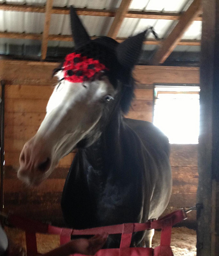 Ravelry: Lady Bug Horse Bonnet pattern by Jenny Stieglitz