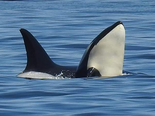 Ravelry: salish sea pattern by Susan Venable