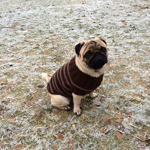 Ravelry: Pug Dog Sweater pattern by Angelcatkins (Elizabeth Scott) Designs