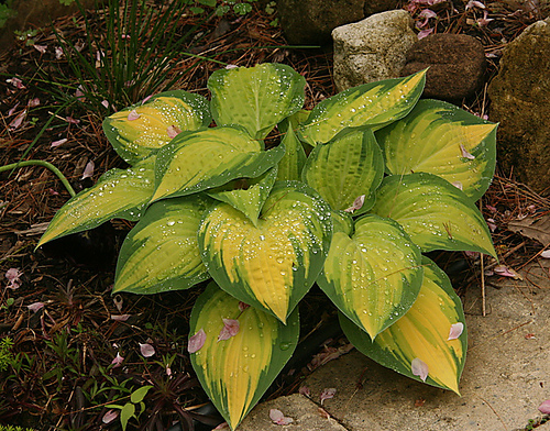 Ravelry: Orange Marmalade Hosta pattern by Linda Choo