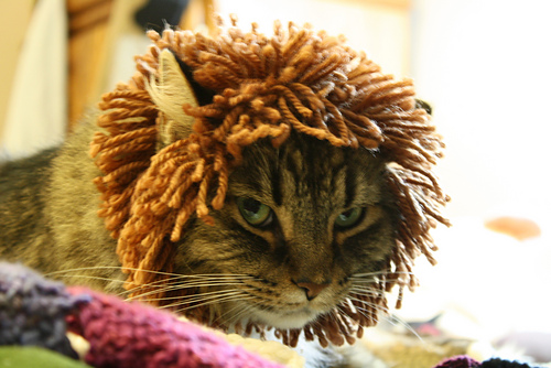 Ravelry: Cat's Mane pattern by Mer Almagro