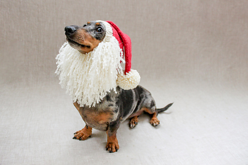 Ravelry: Santa Dog Hat With Beard pattern by Valya Boutenko