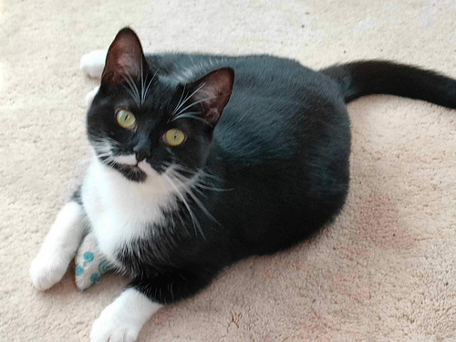 Ravelry: Hexagon Memorial Cats pattern by My Crochet Project by Didi