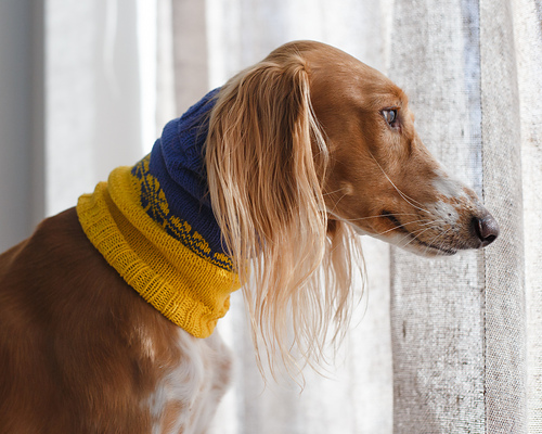 Ravelry: Ukraine support Sunflower dog snood pattern by Mio, my Dog