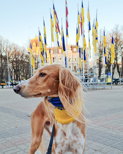 Ravelry: Ukraine support Sunflower dog snood pattern by Spīgana Spektore