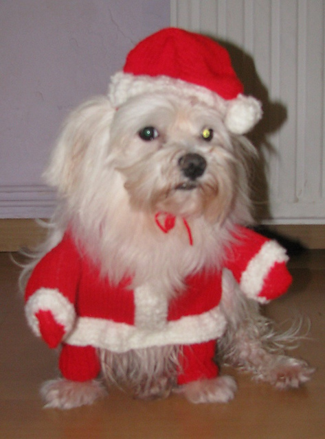 Ravelry: Christmas Dog - Chien de Noël pattern by Myriam CORBET