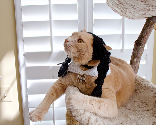 Ravelry: The Goth Daughter Cat Costume pattern by Bradley Jamison