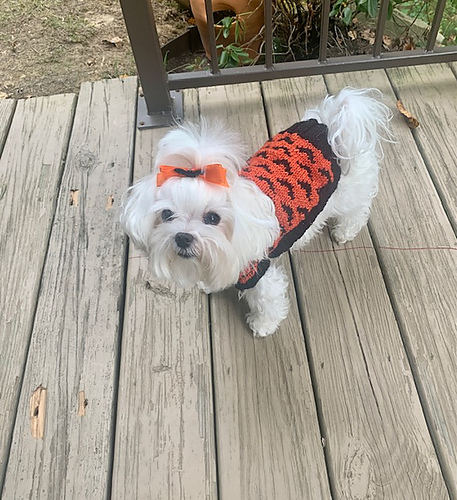 Ravelry: Going Batty Dog Sweater pattern by Paula Marie Designs