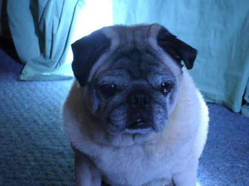 Ravelry: Maury The Magnificent Mushfaced Pug Chart pattern by Steph Conley