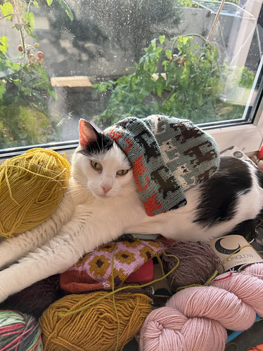 Ravelry: Herding Cats Hat pattern by Stone Knits