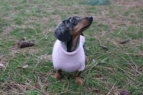 Ravelry: Mini Dachshund Piggy-Wiggy Dog Sweater pattern by Valya Boutenko