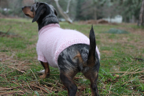 Ravelry: Mini Dachshund Piggy-Wiggy Dog Sweater pattern by Valya Boutenko