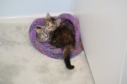 Ravelry: Cat Cuddler pattern by Juliane Anderson