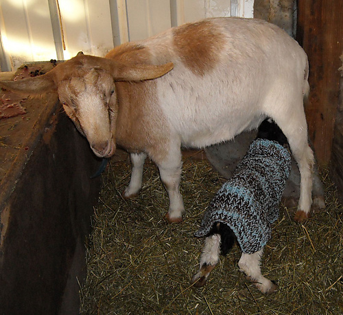 Ravelry: Baby Goat Sweater, knit flat pattern by Lorna Violet