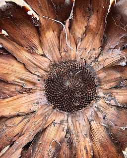 Ravelry: YamaFibreArt's Talvinen **TEST KNIT**