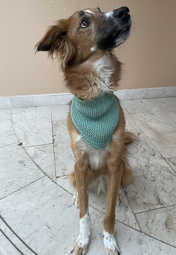 Ravelry: Cat & Dog Bandana pattern by Mollie May