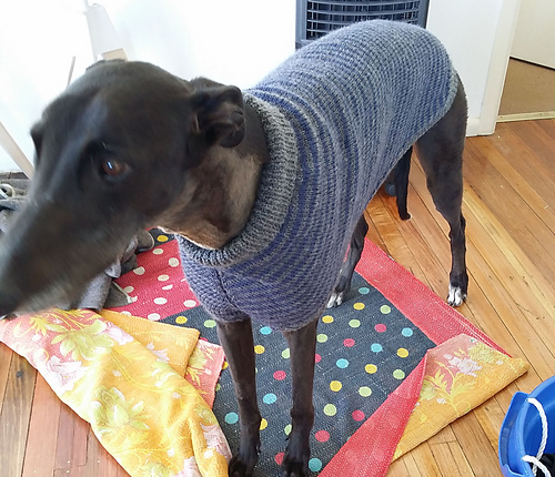 Ravelry: Stripey Greyhound Sweater pattern by A Piece of Cloth