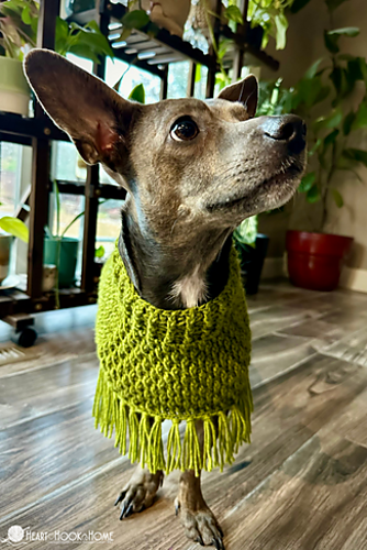Ravelry: Dog Poncho pattern by Ashlea Schumaker