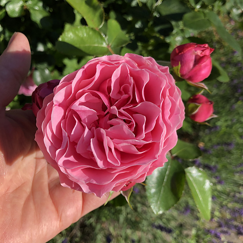 Ravelry: Dried Roses pattern by Katrin Schubert